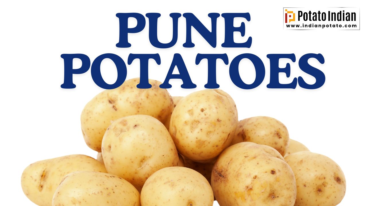 Pune's 'Talegaon Potatoes' | IndianPotato.com