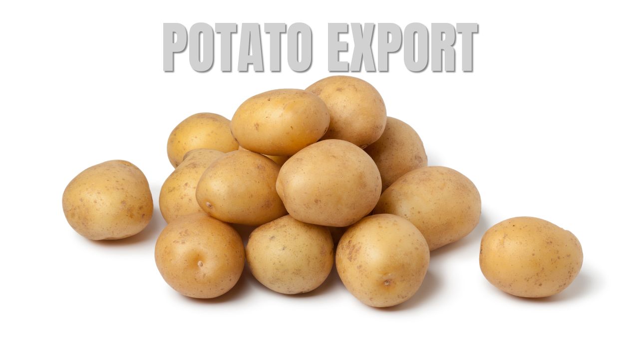 Potato Export: India to South Asia | IndianPotato.com